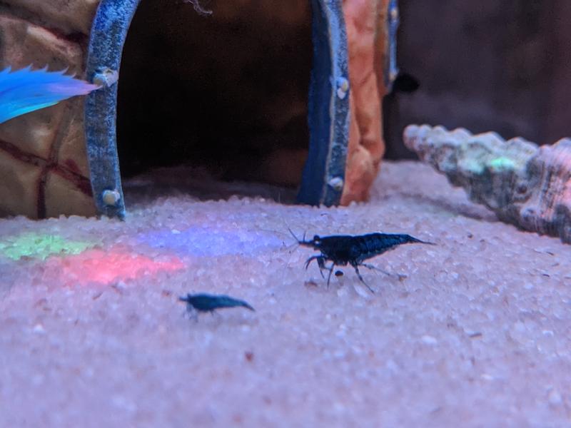 CARIBSEA Super Naturals Crystal River Aquarium Substrate, 5-lb bag ...