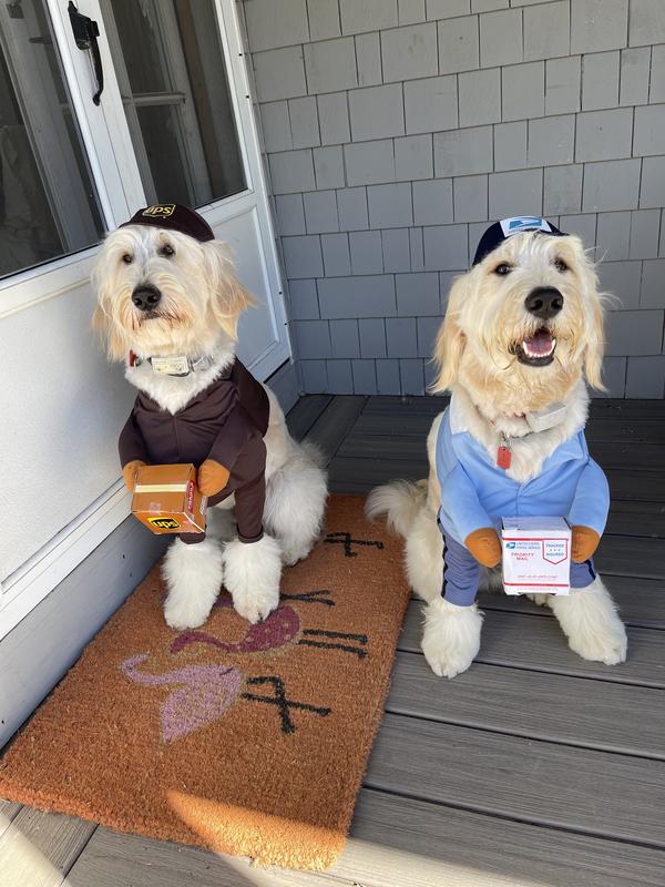 CALIFORNIA COSTUMES USPS Delivery Driver Dog & Cat Costume, Medium ...