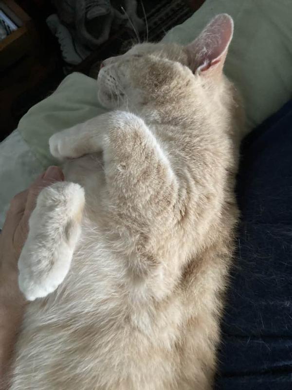 TEMPTATIONS Classic Shrimpy Shrimp Flavor Soft & Crunchy Cat Treats, 6. ...