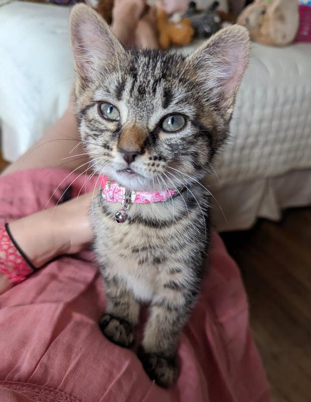 LI'L PALS Round Kitten Collar, Flowers - Chewy.com
