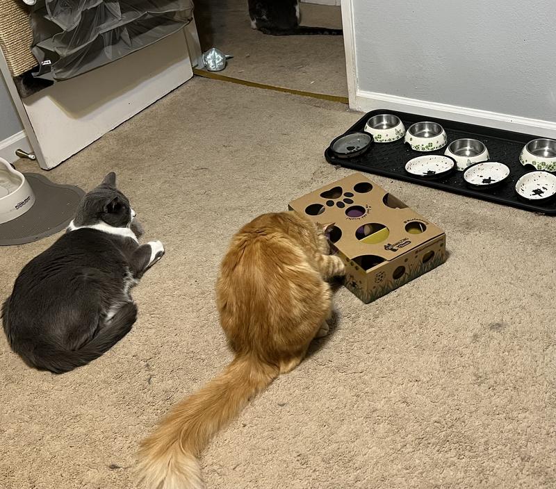 CAT AMAZING Interactive Treat Maze & Puzzle Cat Toy - Chewy.com