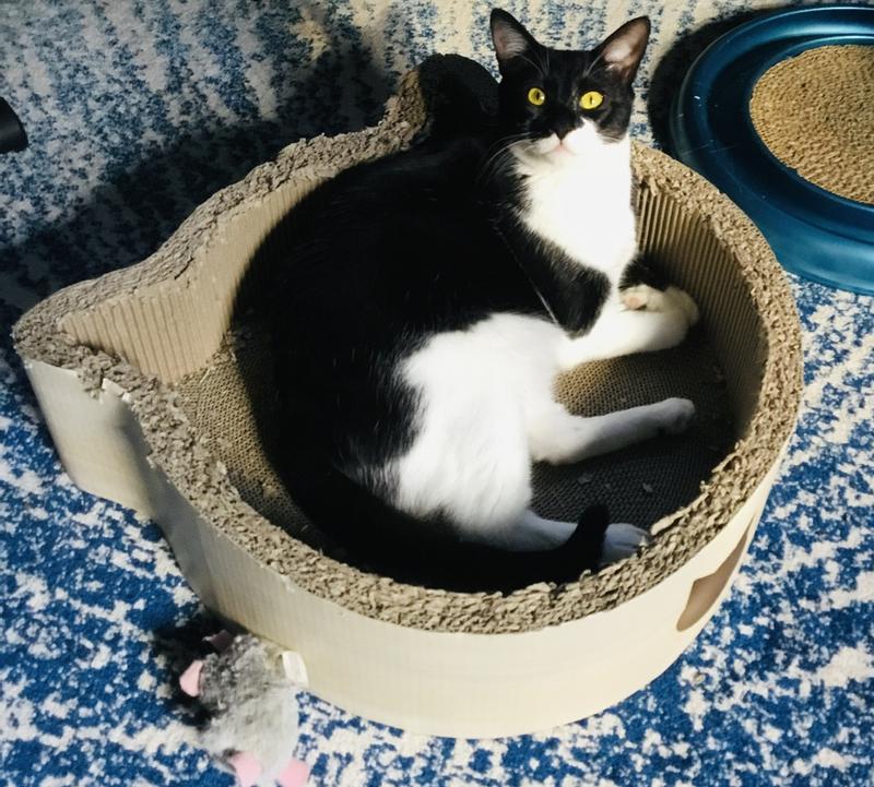 NECOICHI Cat Head Scratcher Bed, Large - Chewy.com