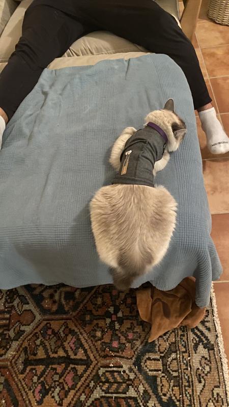 THUNDERSHIRT Anxiety Vest for Cats, Heather Grey, Small - Chewy.com