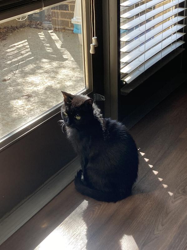 MERRICK Backcountry Grain-Free Morsels in Gravy Real Rabbit Recipe Cuts ...