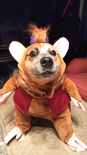 Out of Stock - RUBIE'S COSTUME COMPANY Aladdin Abu Dog & Cat Costume ...