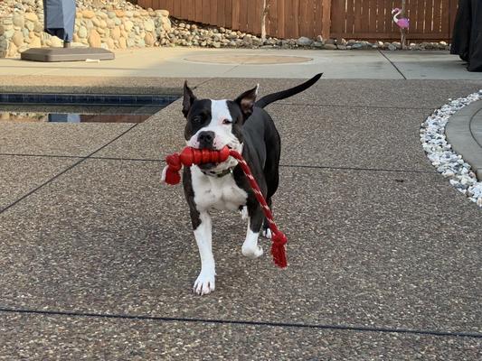 KONG Dental with Rope Dog Toy, Small - Chewy.com