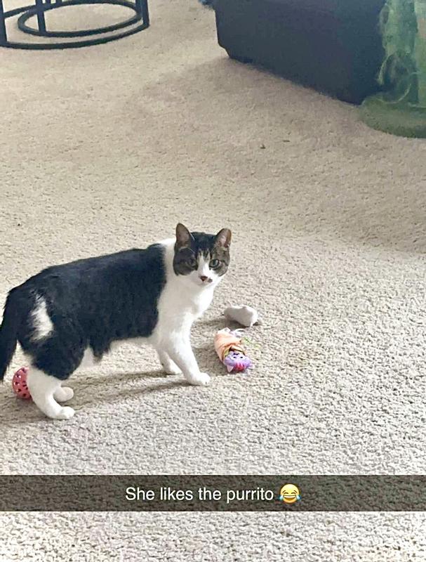 KONG Pull-A-Partz Purrito Plush Cat Toy with Catnip - Chewy.com