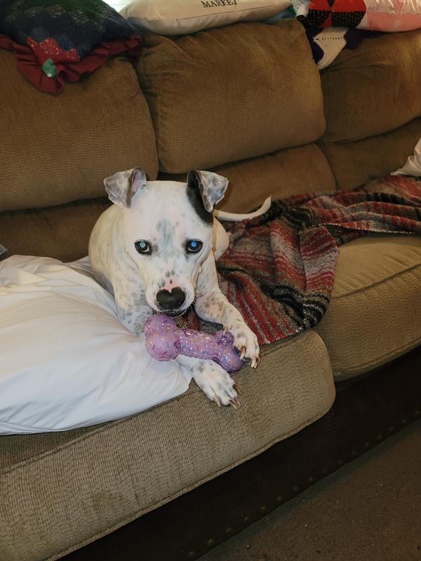 FRISCO Birthday TPR Fetch Bone Squeaky Dog Toy, Purple, Medium/Large ...