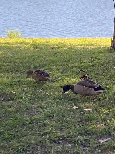 HUDSON FEEDS 23% Protein Multi Flock Grower Poultry Feed, 50-lb bag ...