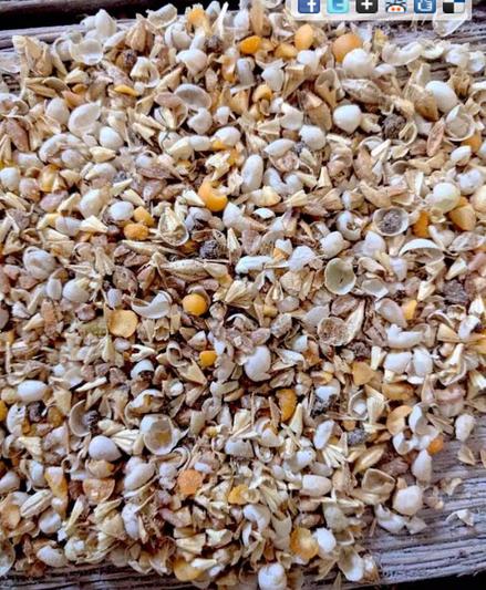 SCRATCH AND PECK FEEDS Organic Chicken & Duck Feed 20.5% Starter Mash ...