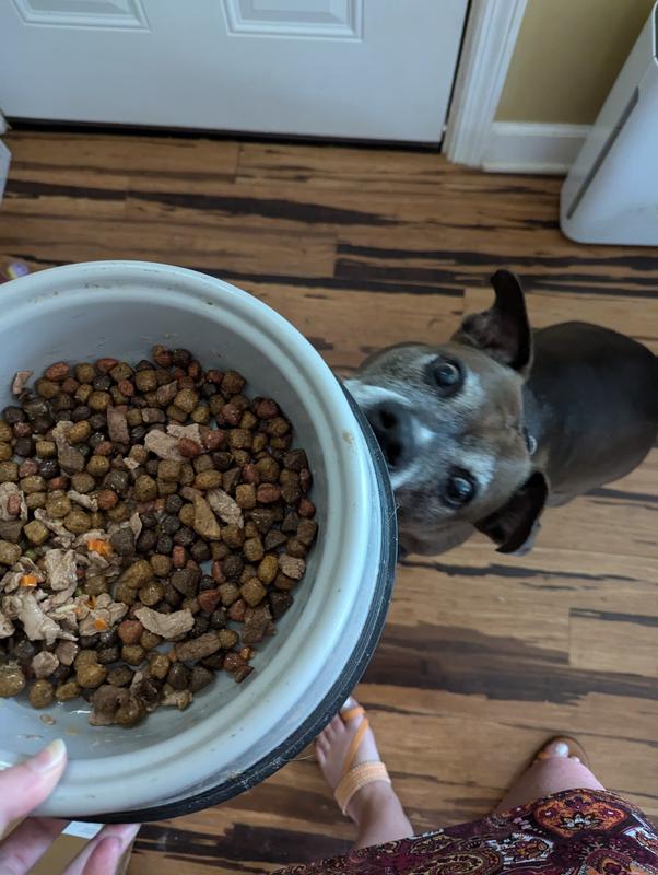 HILL'S SCIENCE DIET Adult Perfect Weight & Joint Support Hearty ...