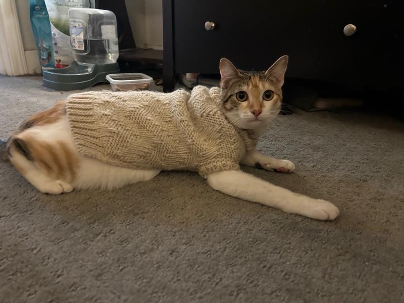FRISCO Sherpa Lined Chunky Cable Knit Dog & Cat Sweater, Large - Chewy.com FRISCO Sherpa Lined Chunky Cable Knit Dog & Cat Sweater, Large - Chewy.com