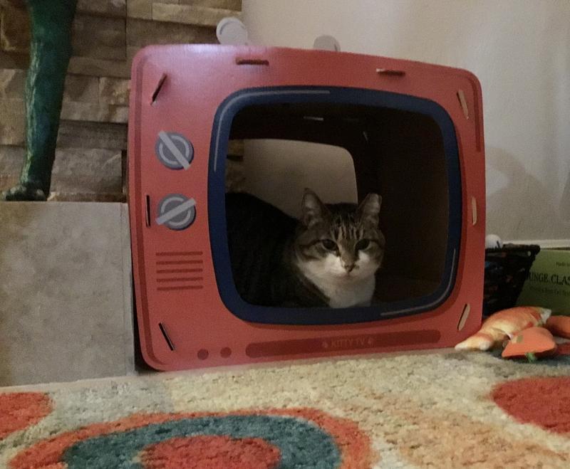 FRISCO TV Set Cardboard Cat House - Chewy.com