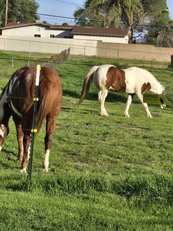 EQUIOXX (Firocoxib) Tablets for Horses, 57 mg, 1 tablet - Chewy.com