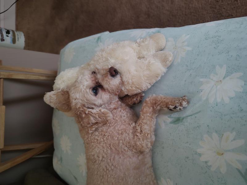 LACTULOSE (Generic) Oral Solution, 10g/15mL, 16-oz, bundle of 2 - Chewy.com