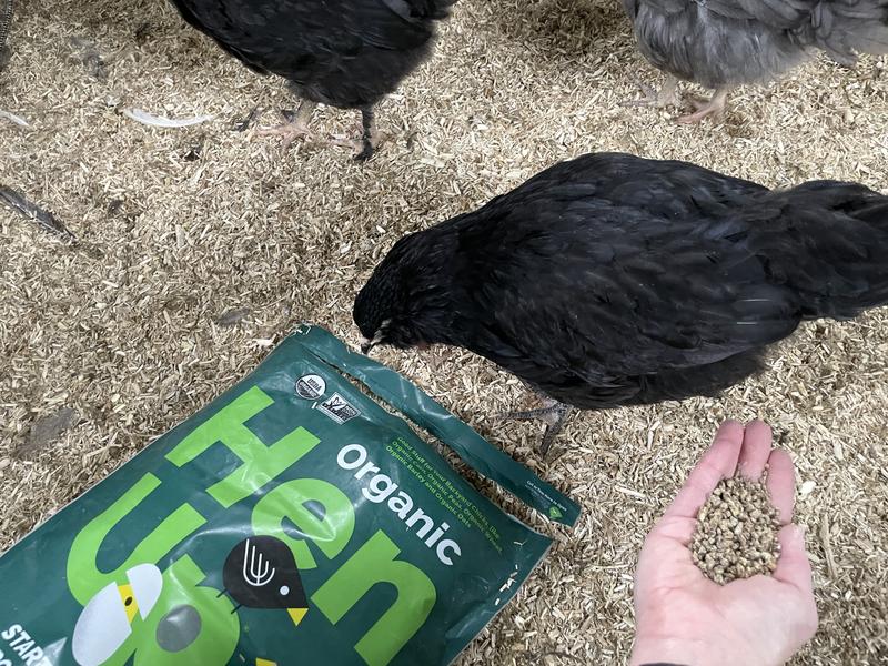 HEN UP Starter Grower Organic Non-GMO 18% Protein Chicken Feed, 25-lb ...