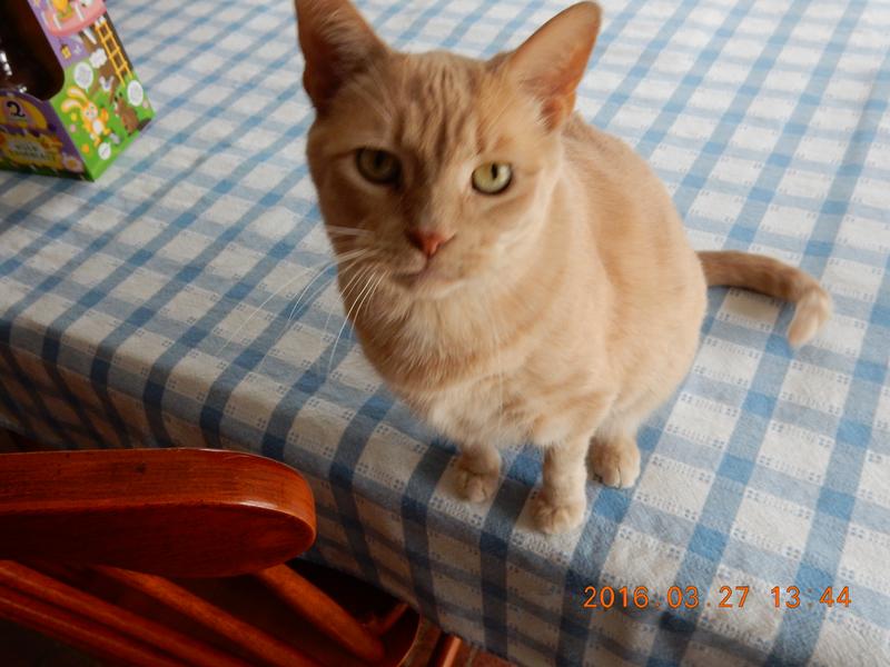 RENAPLUS (Potassium Gluconate) Powder for Dogs & Cats, 4-oz - Chewy.com