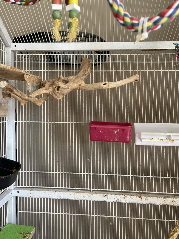 A&E CAGE COMPANY Multi-Branch Bird Perch, Brown, X-Small - Chewy.com