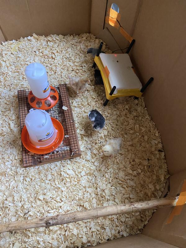 SAV-A-CAF Sav-A-Chick Electrolyte & Vitamin Poultry Supplement, 0.25-oz ...