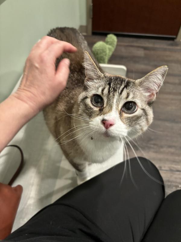 BEXACAT Flavored Tablets for Cats, 15mg - Easy Refills | Chewy Rx