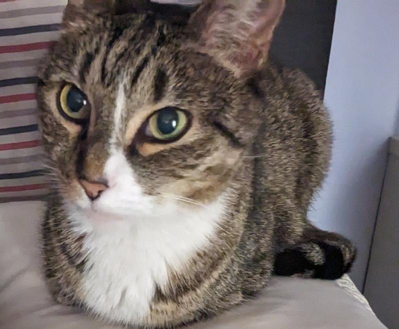 RENAPLUS (Potassium Gluconate) Oral Gel for Dogs & Cats, 5-oz - Easy ...