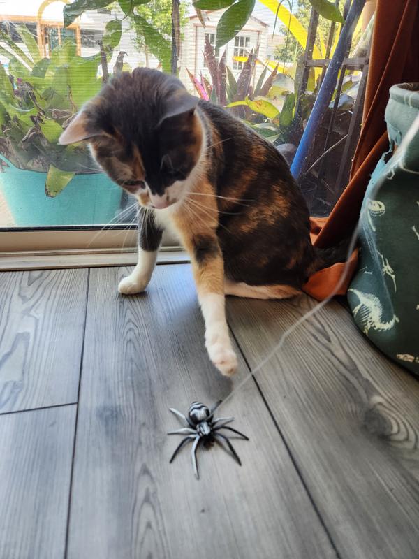 PLAYOLOGY Spider Teaser-Wands Cat Toy, Multicolor - Chewy.com