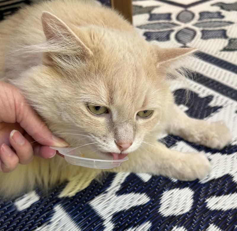 TEMPTATIONS Lickable Spoons Variety Pack Lickable Cat Treat, 24 count ...