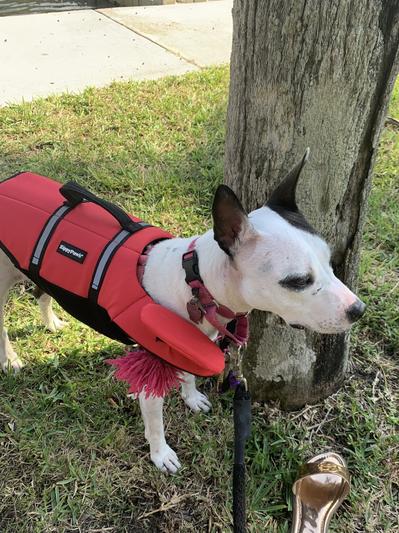 ZIPPYPAWS Adventure Dog Life Jacket, Small - Chewy.com