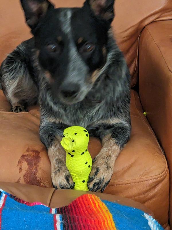 KONG Reflex Stick Dog Flying Disc Toy, Yellow, Medium - Chewy.com