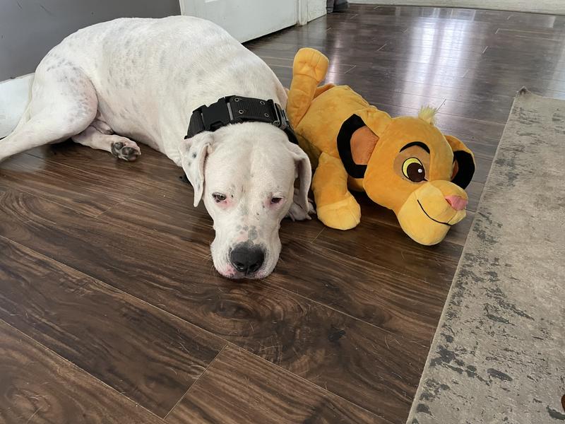 DISNEY Simba Jumbo Plush Squeaky Dog Toy - Chewy.com