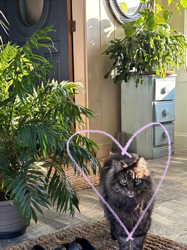 ALLERPET Cat Dander Remover, 12-fl oz bottle - Chewy.com