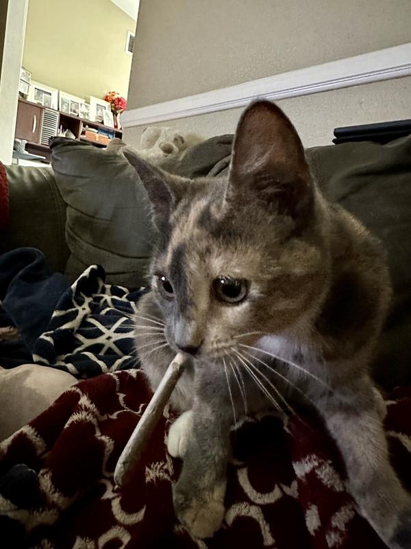 MEOWIJUANA Catnibas Meowy J's King Rolled Catnip - Chewy.com