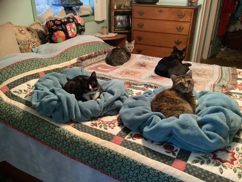 NUTRAMAX Imuquin with Beta Glucans, Marine Lipids, Vitamins & Minerals ...