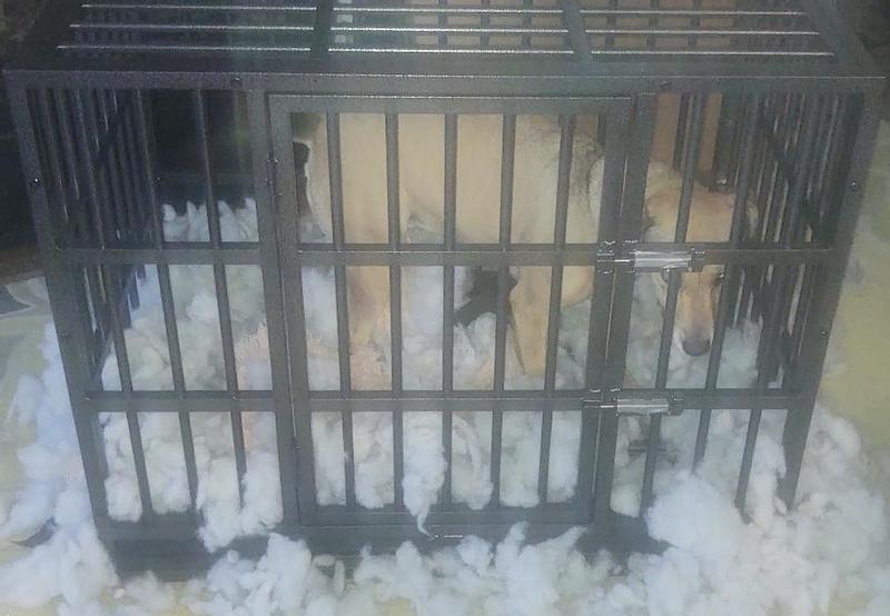 FRISCO Ultimate Heavy Duty Steel Metal Single Door Dog Crate, Medium ...