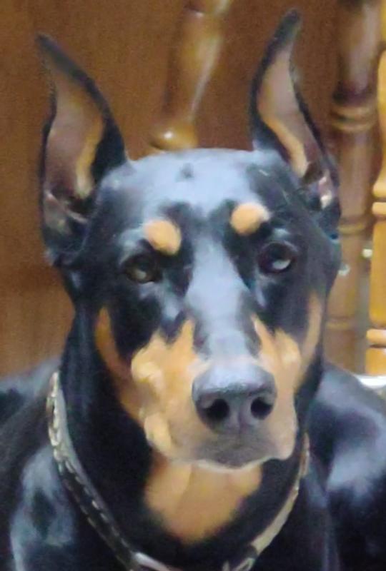 PUP-PERONI Original Bacon Flavor Dog Treats, 10-oz bag - Chewy.com