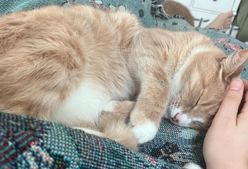 FLUOXETINE HCL COMPOUNDED Transdermal for Cats, 2-mg/0.1 mL, 9 mL, 2 ...