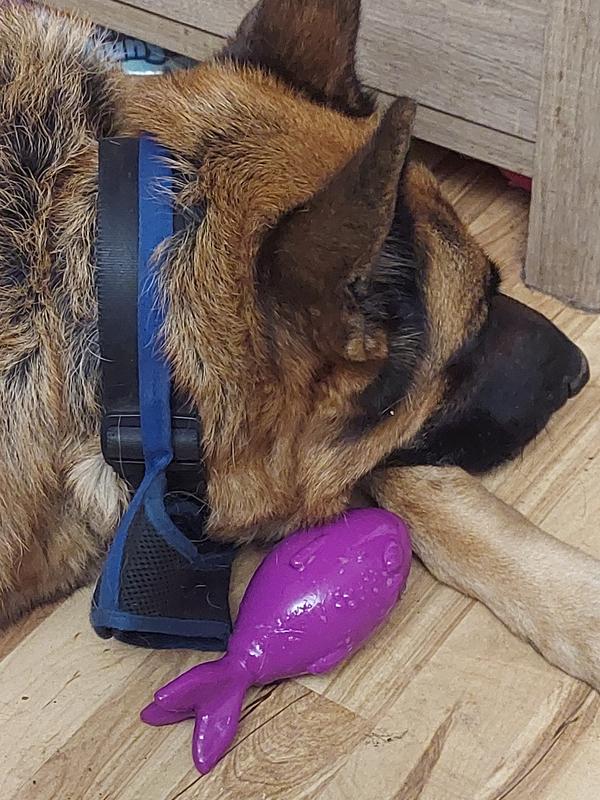 MULTIPET Lobberz Fish Squeaky Dog Toy, Color Varies - Chewy.com