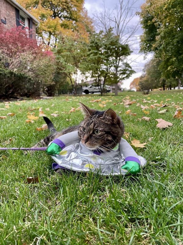 Temporarily Unavailable - FRISCO Front Walking Alien Dog & Cat Costume ...