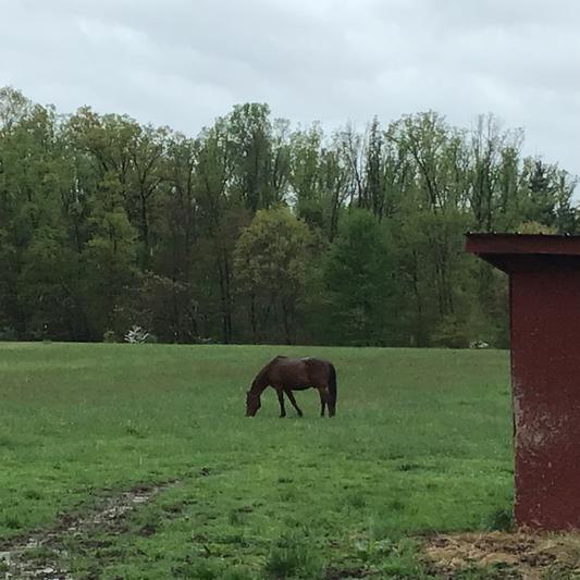 ABSORBINE Veterinary Sore Muscle & Joint Pain Relief Horse Liniment Gel ...