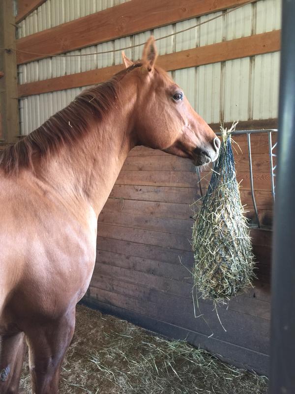 Out of Stock - TOTAL FEEDS Total Equine Essentials Horse Feed, 30-lb ...