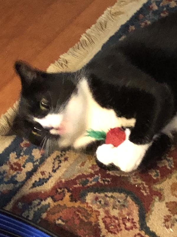 CATSTAGES Straw-Babies Catnip Dental Cat Toy, 3 count - Chewy.com