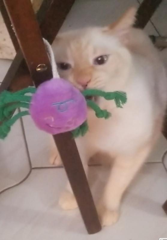 FRISCO Halloween Cutie Spiders Plush Cat Toy with Catnip, 3 count ...