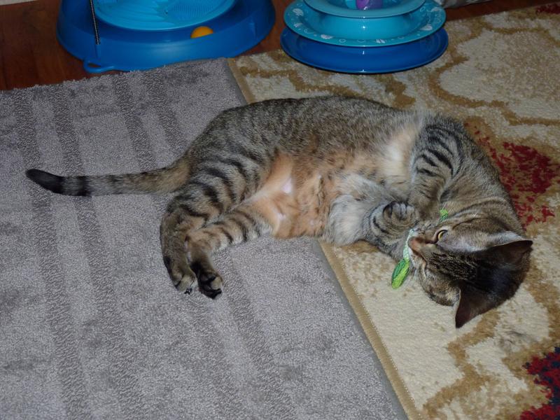 CATSTAGES Fresh Breath Mint Stick Cat Chew Toy - Chewy.com