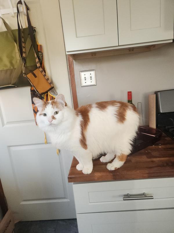 Varenzin-CA1 25mg/mL Oral Suspension for Cats, 27mL bottle - Easy ...