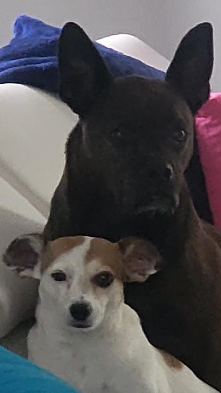 TRUE ACRE FOODS Hearty Bones Beef Flavored Treats, 16-oz bag - Chewy.com