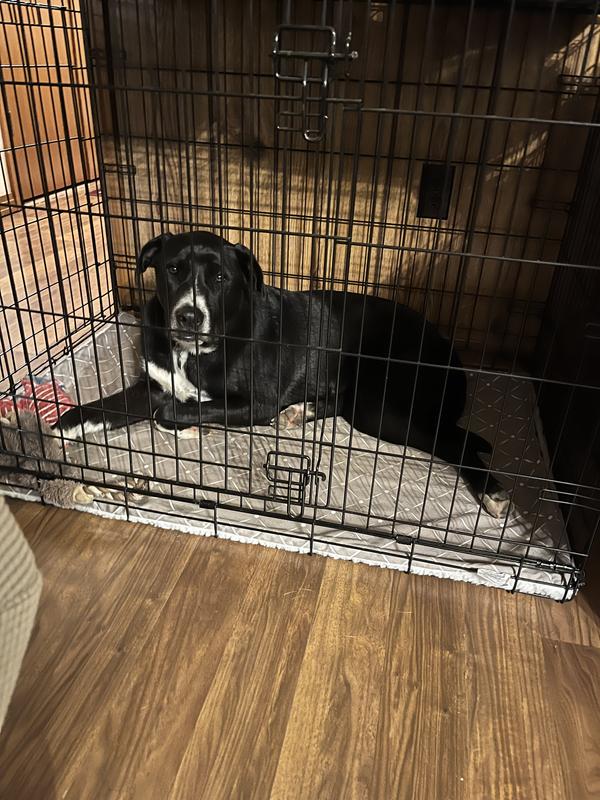 MIDWEST Quiet Time Reversible Crate Pan Cover Dog & Cat Crate, Mushroom ...