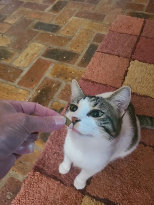 TINY TIGER Chicken Chompers Flavor Filled Crunchy Cat Treats, 16-oz bag ...