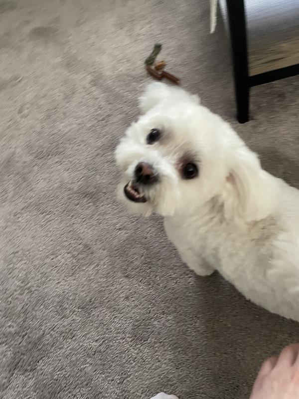 TYLAN (tylosin tartrate) Soluble Powder, 100-gm - Chewy.com