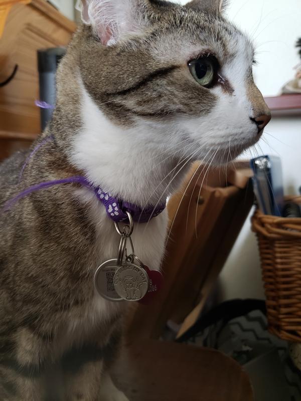 Out of Stock - RING 2nd Generation Indoor Camera Pet Tag Bundle, White ...