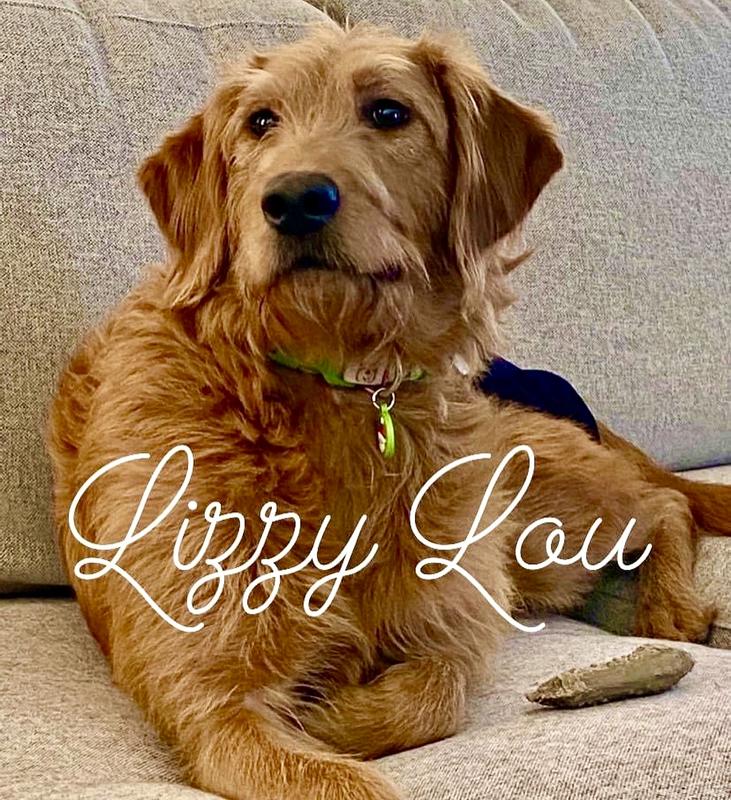 RILEY'S Delicious Cheese & Bacon Flavored Pill Wrap Dog Treat, 4.2-oz ...